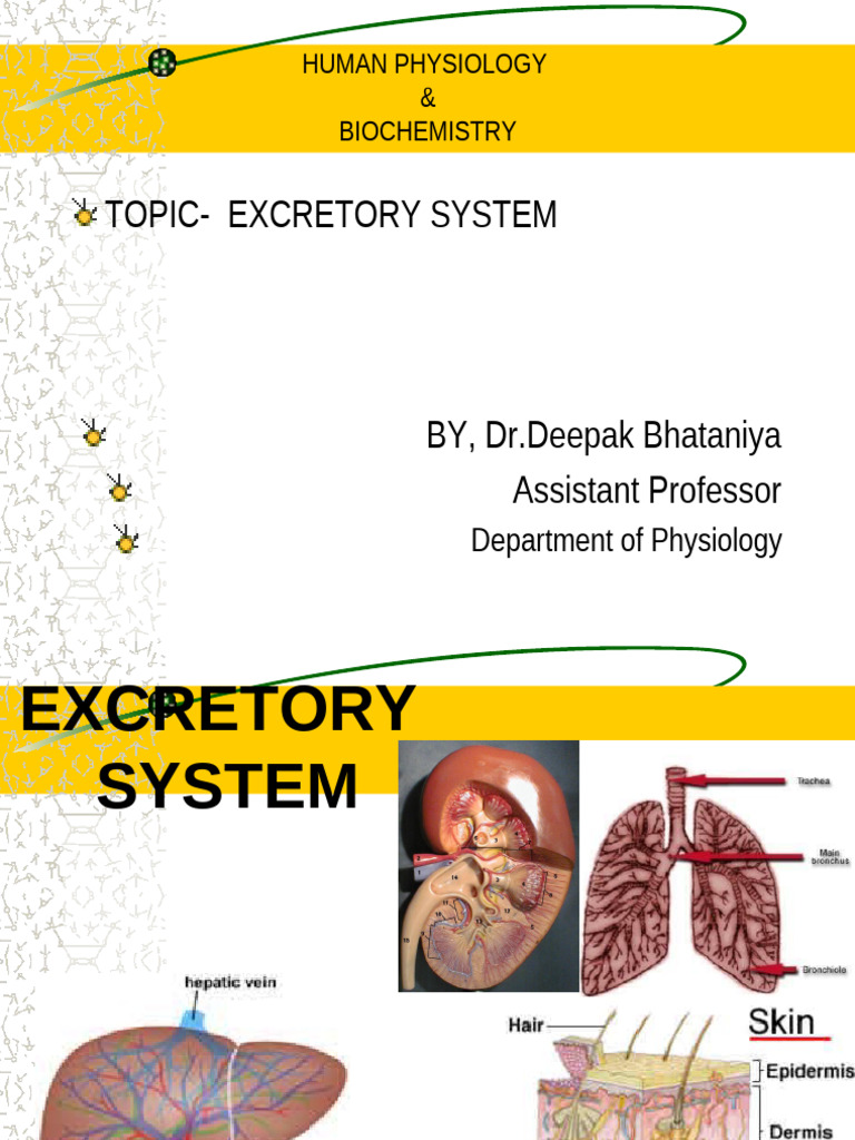Excretory System: Functions & Organs | PDF | Kidney | Organ (Anatomy)