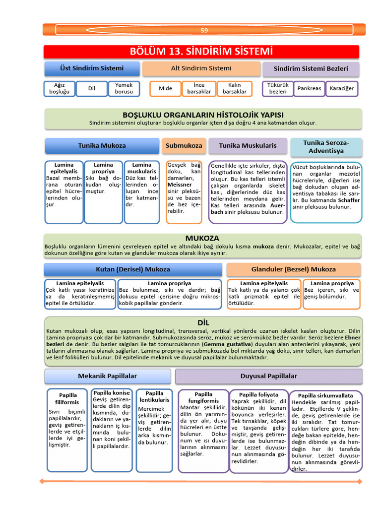 Histoloji Atlası 2 - 250304 - 121433 | PDF