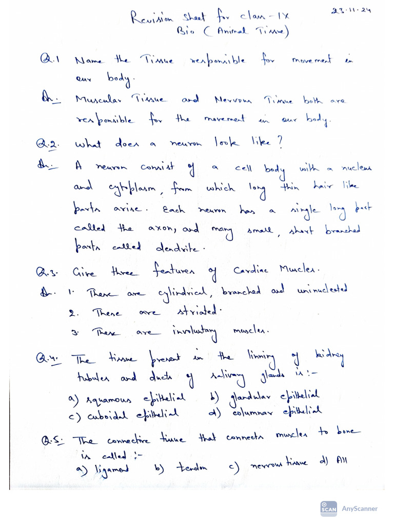 Revision Sheet of Tissue | PDF