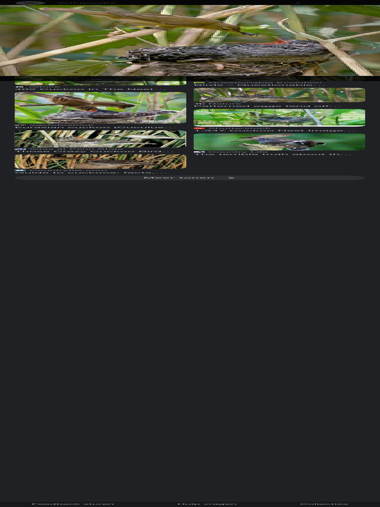 Big Birds Kill Egs Little Birds Little Birds Feeding - Google Zoeken | PDF