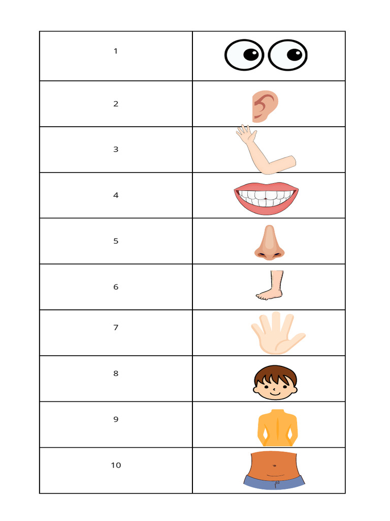 Parts of The Body List | PDF