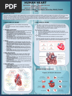Structure of Human Heart | PDF