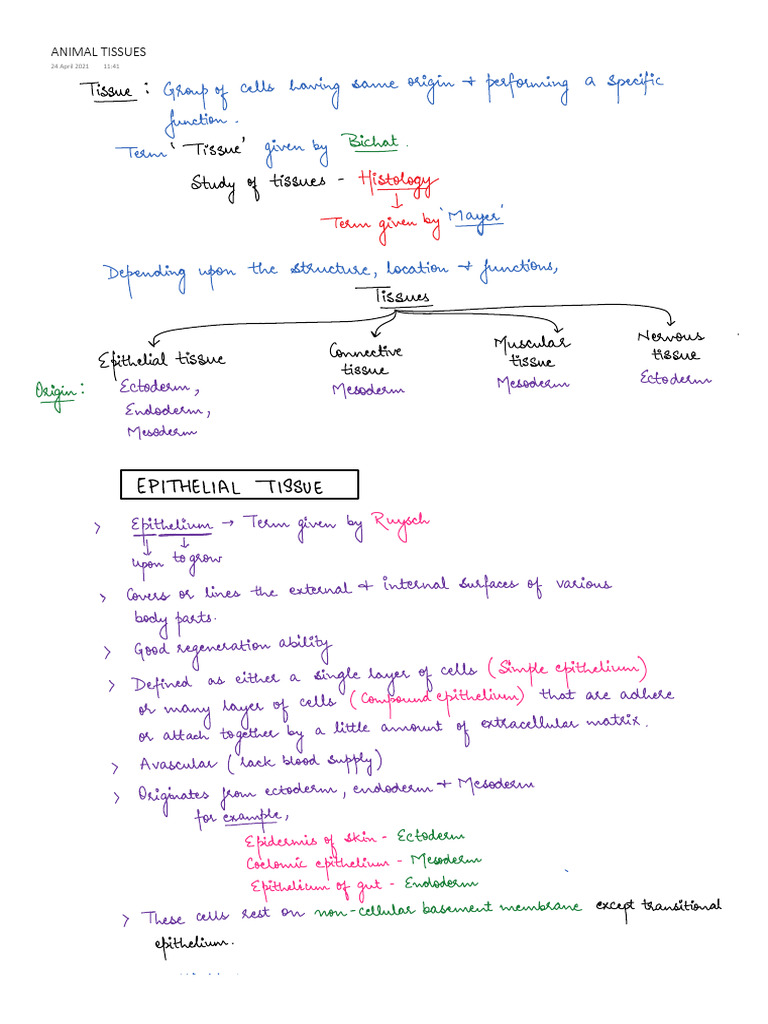 Animal Tissues Overview 2021 | PDF