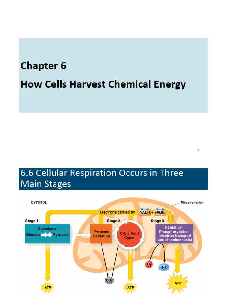 Chapter06 2 | PDF | Cellular Respiration | Glycolysis