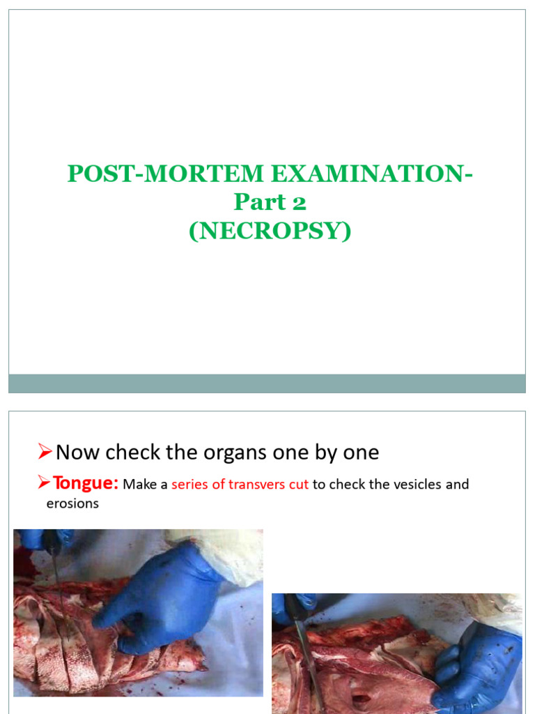 Practical - PM - 2 | PDF | Gastrointestinal Tract | Heart