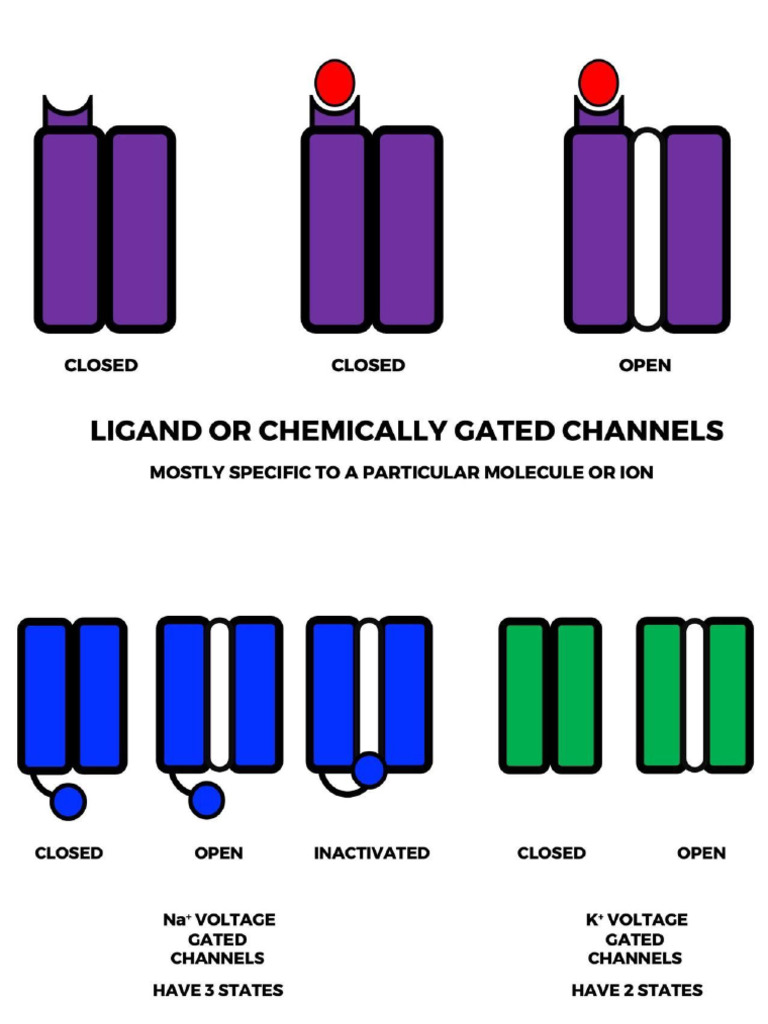 Channel Protein | PDF