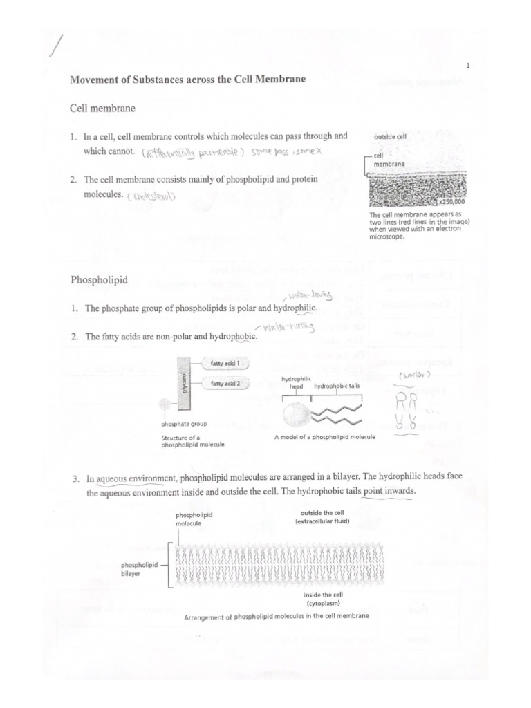Dse Bio Ch.4 | PDF