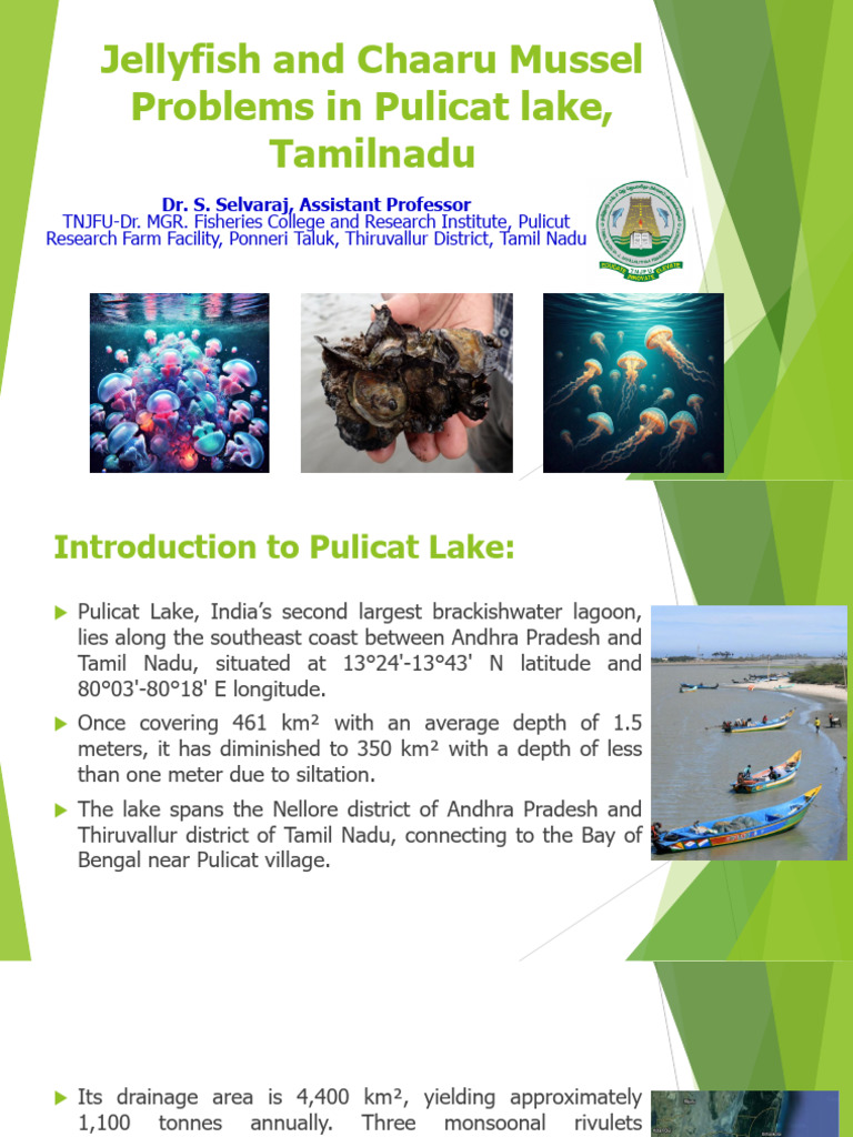 Jellyfish and Charru Mussel Problems in Pulicut Lake Tamil Nadu | PDF ...