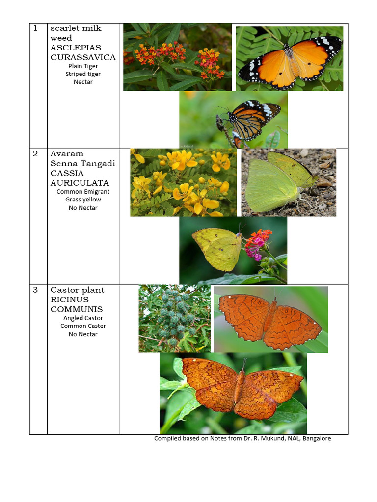 Butterflies of Anjana | PDF