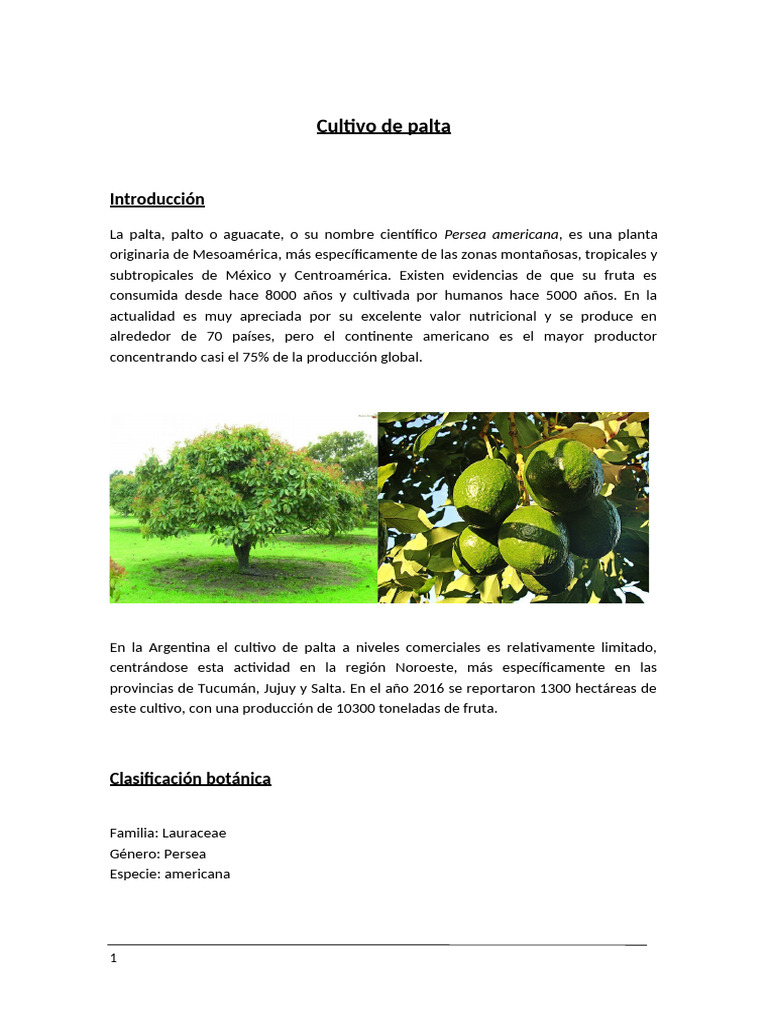 Cultivo y características de la palta | PDF | Aguacate | Injerto