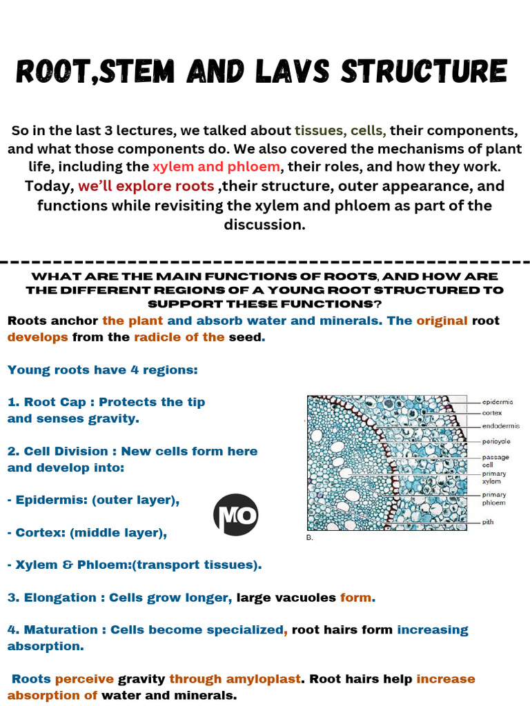 Root, Stem, and Leaf Structures Explained | PDF | Plant Stem | Leaf