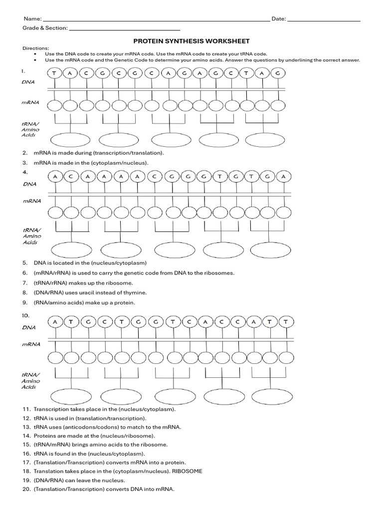 Protein Synthesis Worksheet Guide | PDF