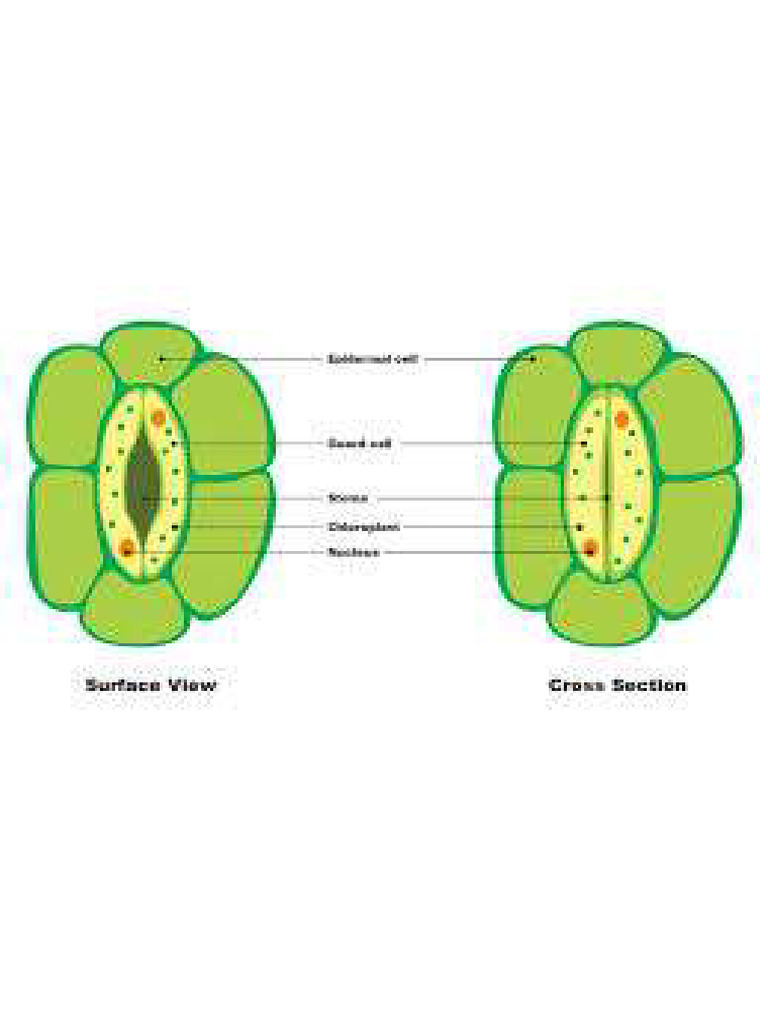 Stromata Diagram | PDF