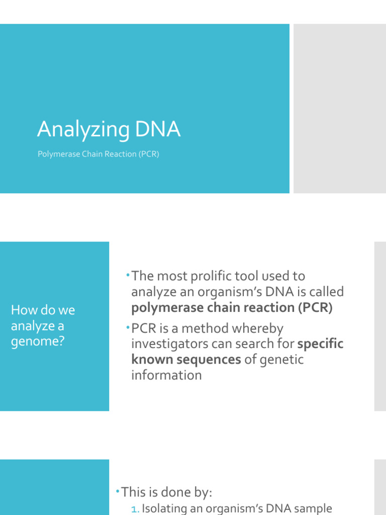 PCR and Gel Electrophoresis Explained | PDF | Polymerase Chain Reaction ...
