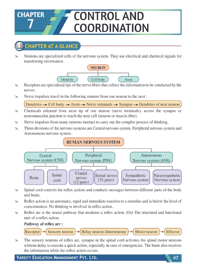 Control and Coordination | PDF