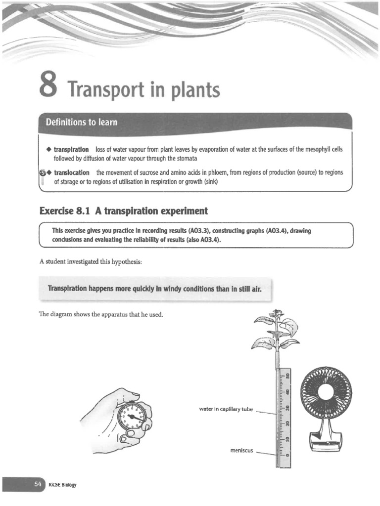 Kami Export - FABIANA MARIE DURAN LOPEZ - Transport in Plants Workbook | PDF | Trees | Leaf