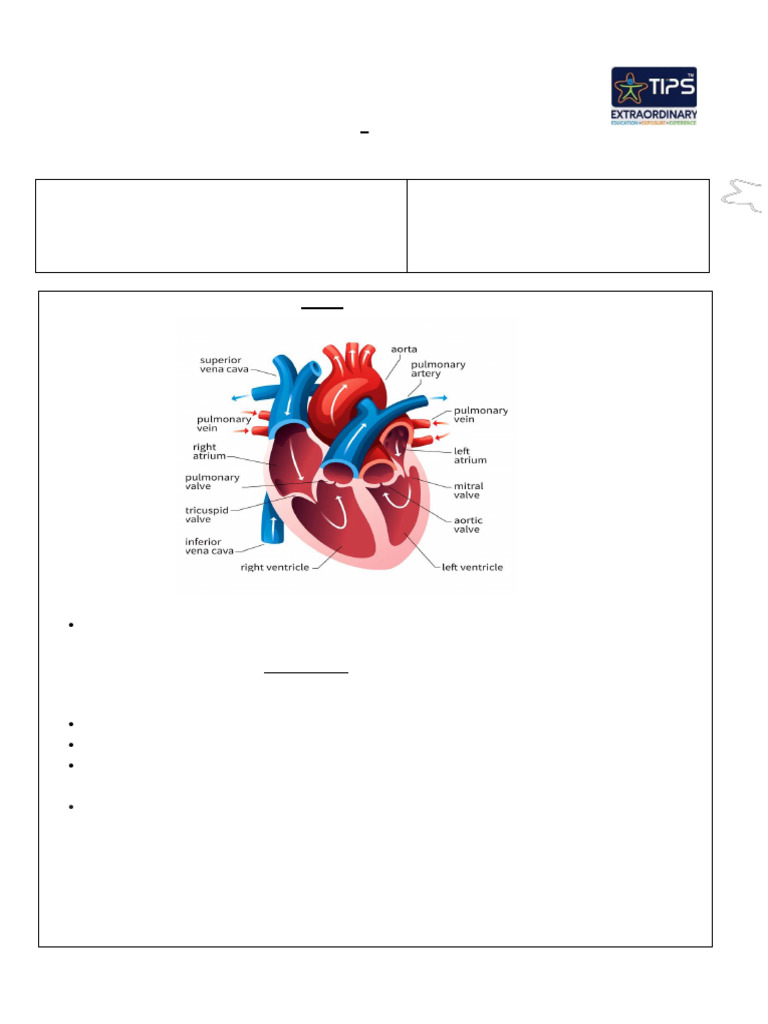 Heart Chamber, Valve, Blood Vessel | PDF | Heart Valve | Heart