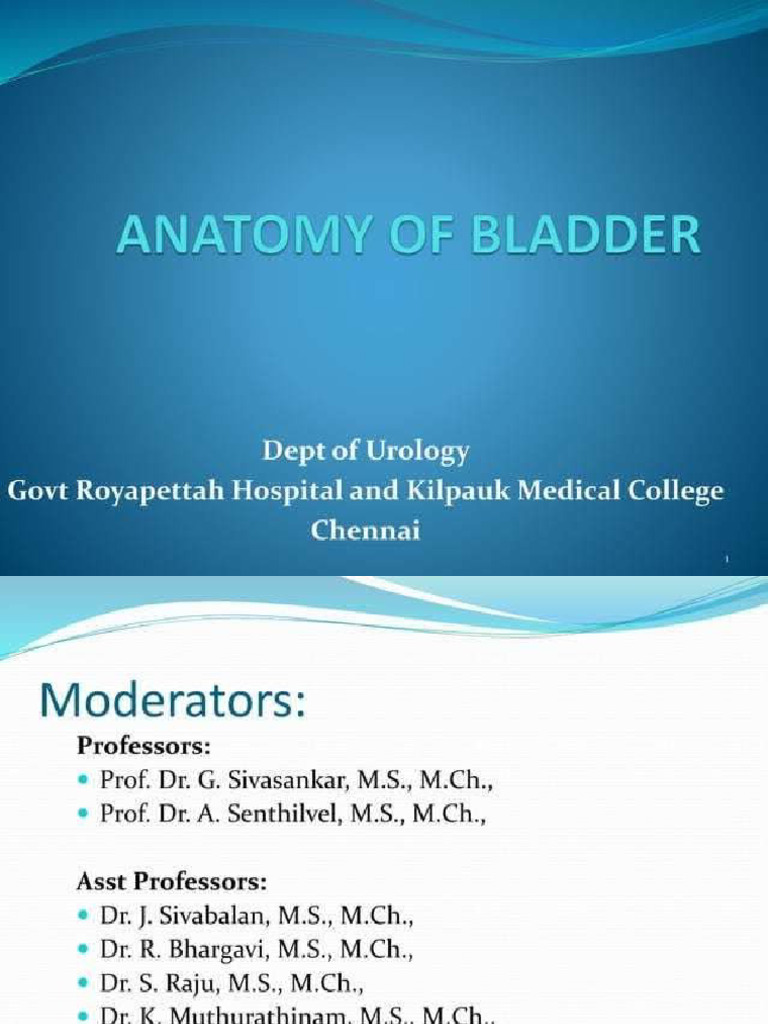 Urinary Bladder Anatomy 2 | PDF