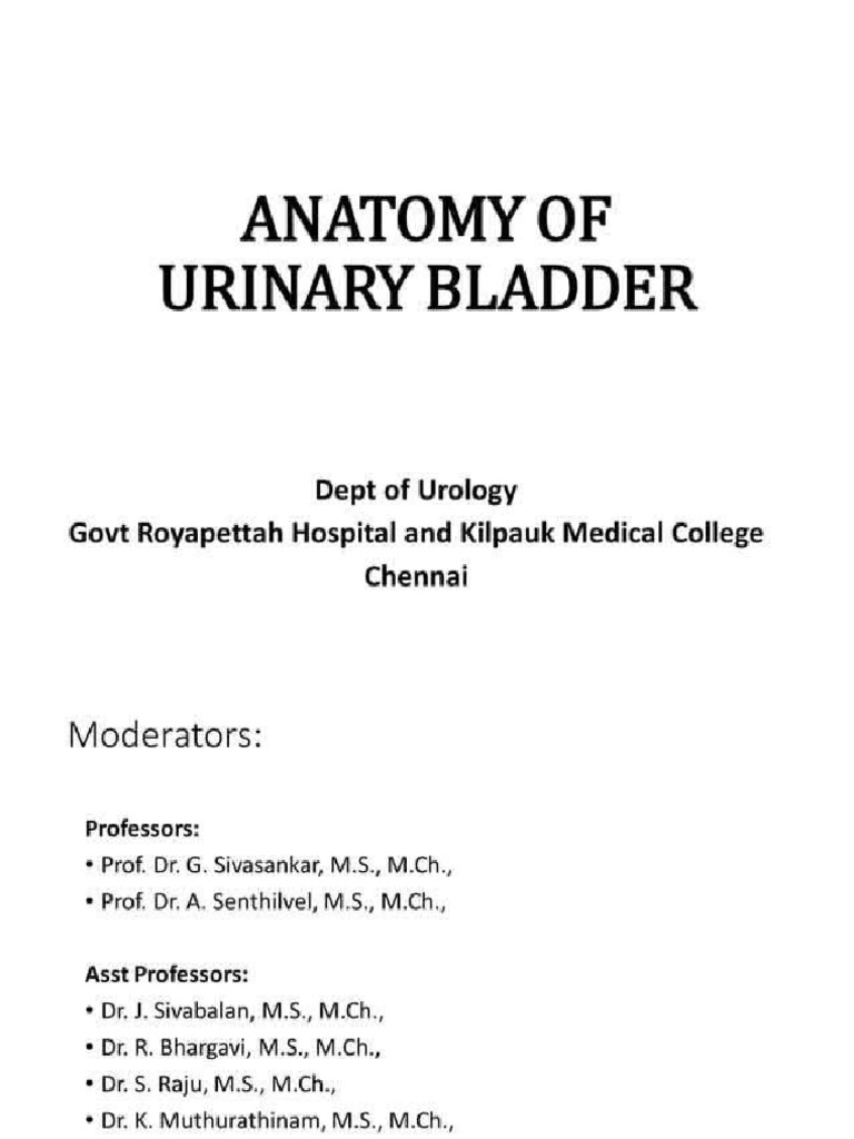Urinary Bladder Anatomy 1 | PDF