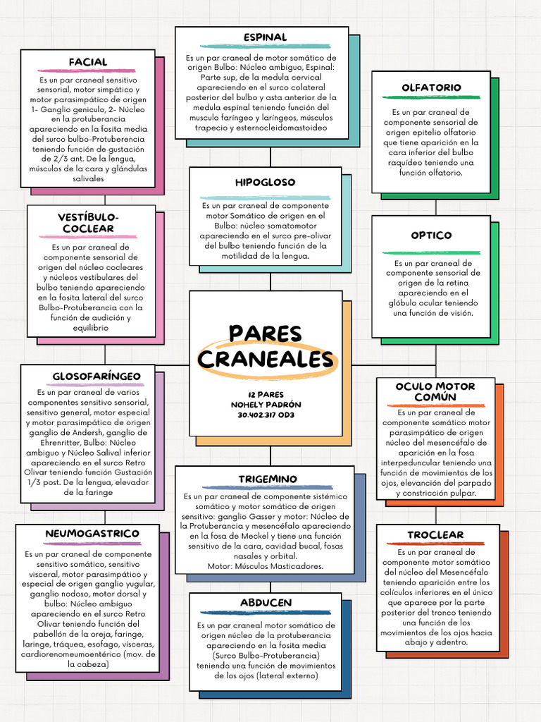 Esquema de los Pares Craneales | PDF | Cabeza y cuello humanos ...