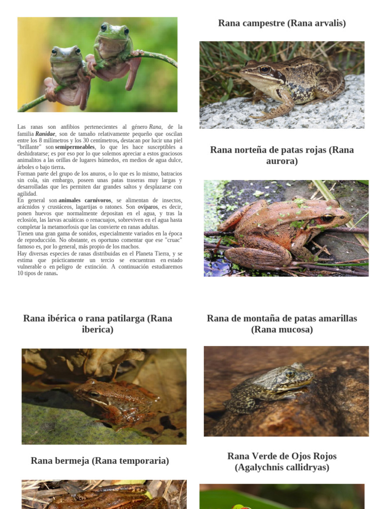 Ranas y Sapos. Trabajo de Sara | PDF | Rana | Zoología