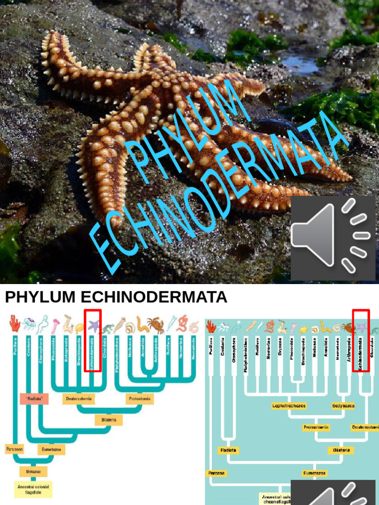 Phylum Echinodermata 2023 | PDF | Biología | Zoología