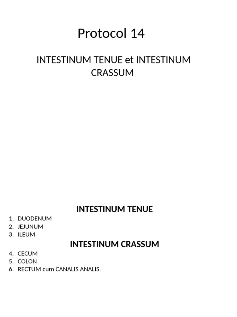 Protocol 14 Digest Syst 3 Intestinum BG+ENG | PDF | Small Intestine ...