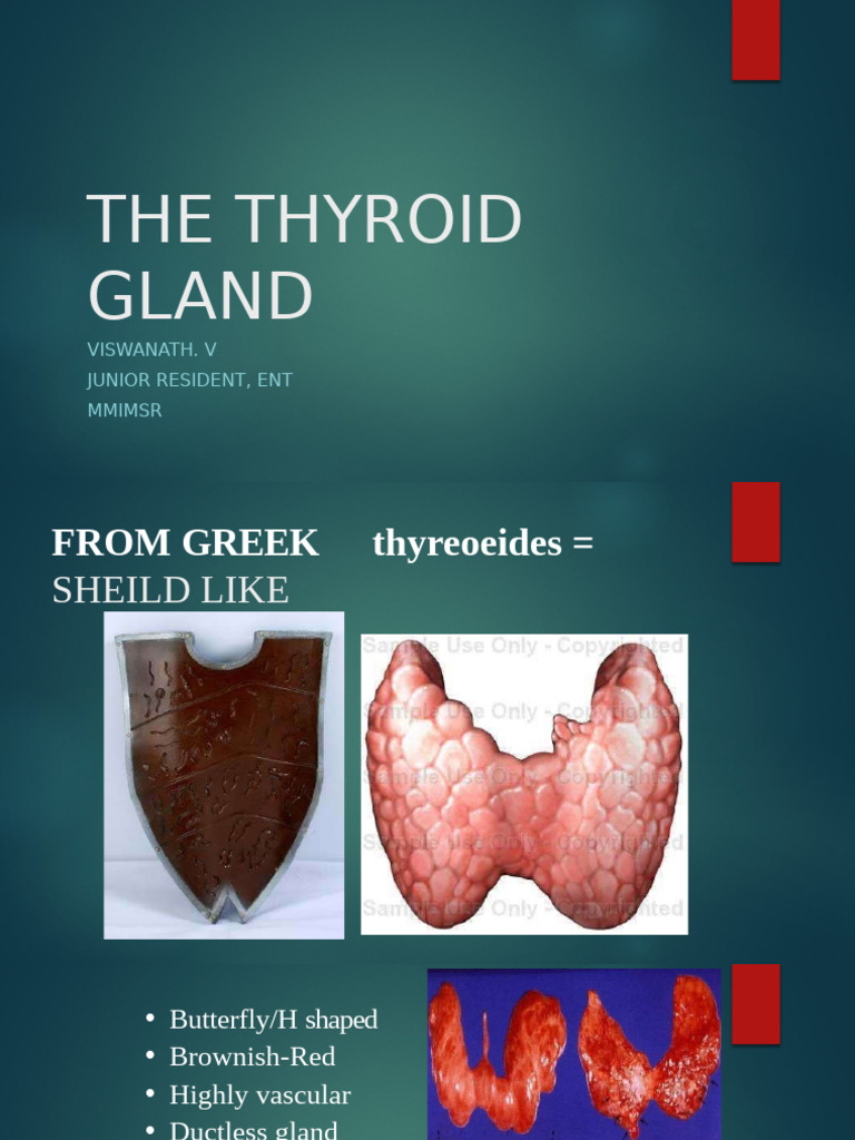 Thyroid Anatomy and Physio | PDF | Thyroid | Common Carotid Artery