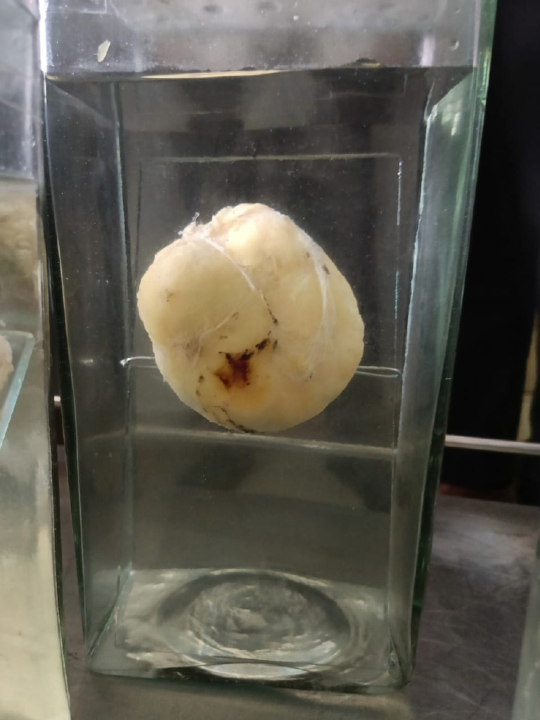 Specimen Surgery | PDF