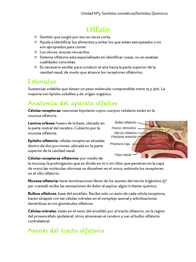 Olfato | PDF | Anatomía humana | Sistema límbico