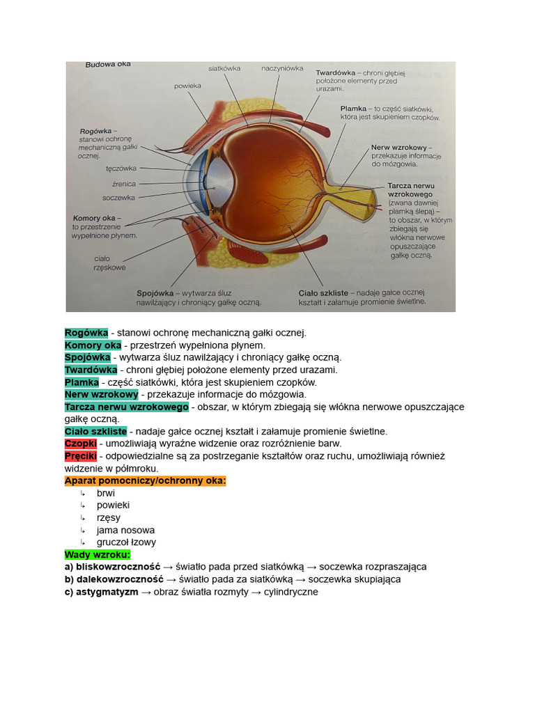 Biologia Wzrok | PDF