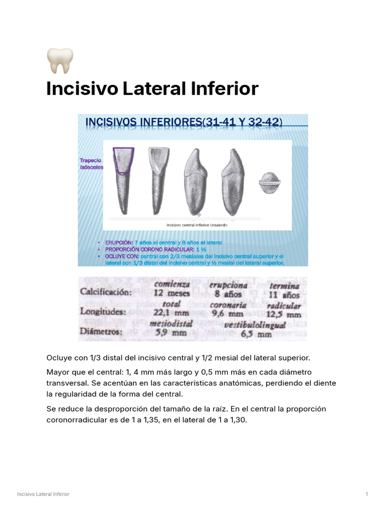 Anatomía del Incisivo Lateral Inferior | PDF | Anatomia dental | Diente