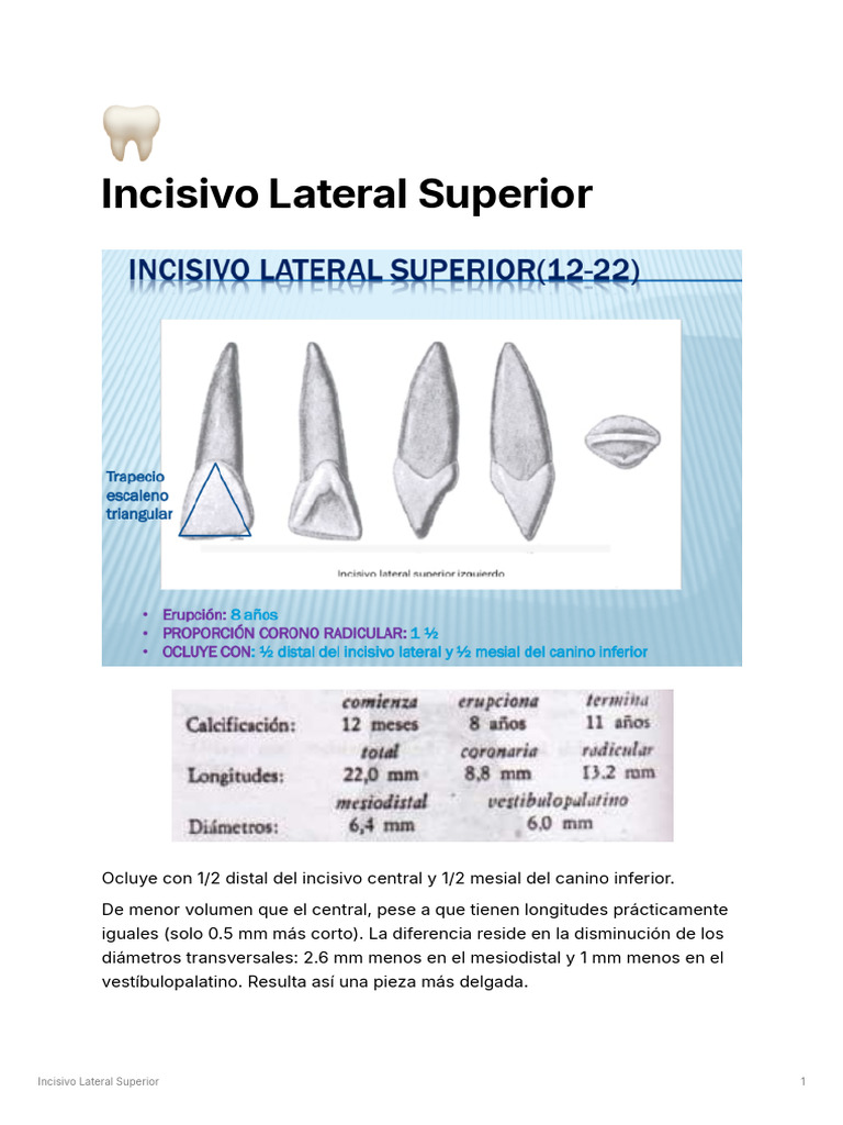 Incisivo Lateral Superior | PDF | Anatomia dental | Diente