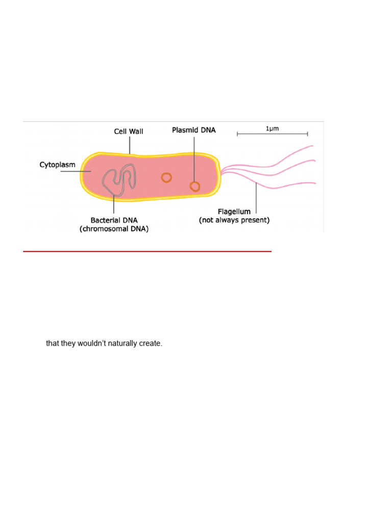 Biotechnology and Genetic Modification | PDF | Genetic Engineering ...