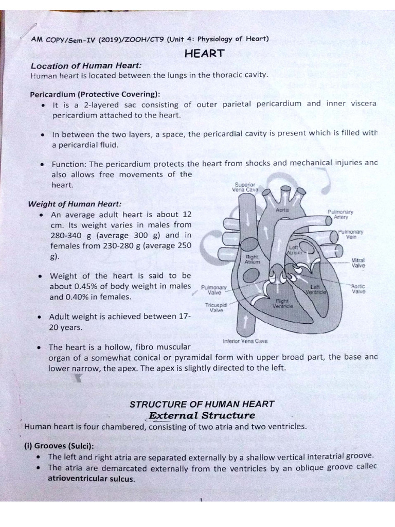 Heart | PDF