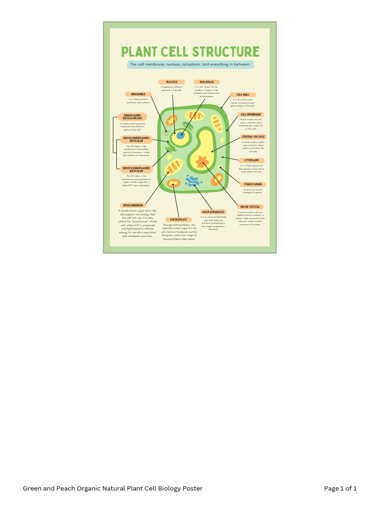 Green and Peach Organic Natural Plant Cell Biology Poster (1) | PDF ...