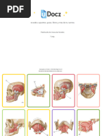 Musculos_ faringe | PDF | Cabeza y cuello humanos | Anatomía humana