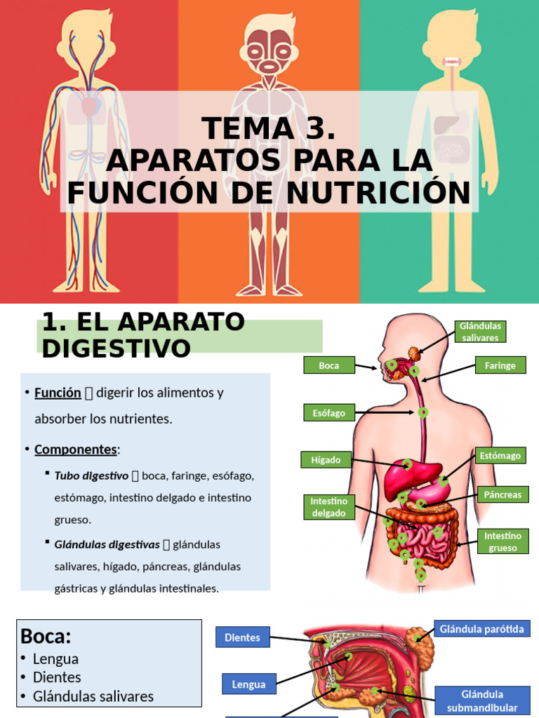 Tema 3 Aparatos para La Función de Nutrición | PDF | Riñón | Vena