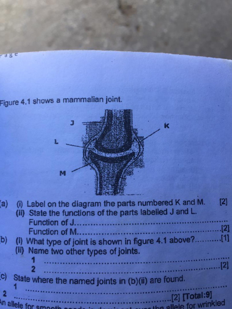 PDF_Phoenix_20250305_142605 | PDF