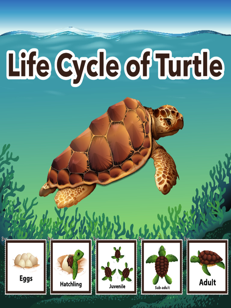 Turtle Life Cycle Worksheet | PDF