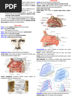 Anatomia Do Nariz e Seios Da Face | PDF | Sistema Esquelético | Otorrinolaringologia