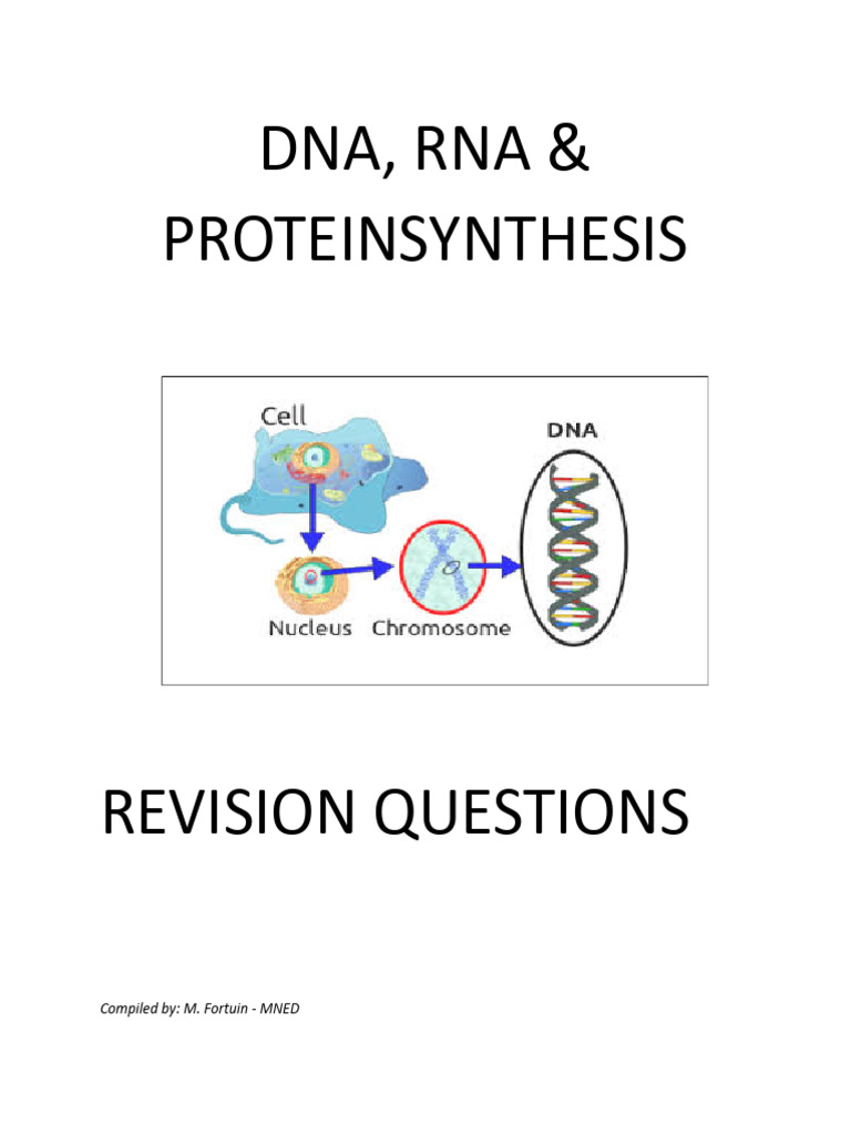 Dna Rna Protein Synthesis Revision - 2024 | PDF