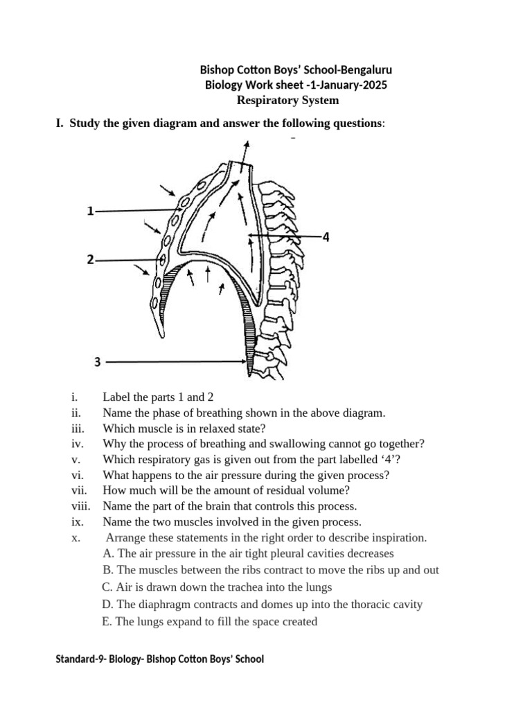 Biology Worksheet: Respiratory System | PDF | Respiratory System | Lung