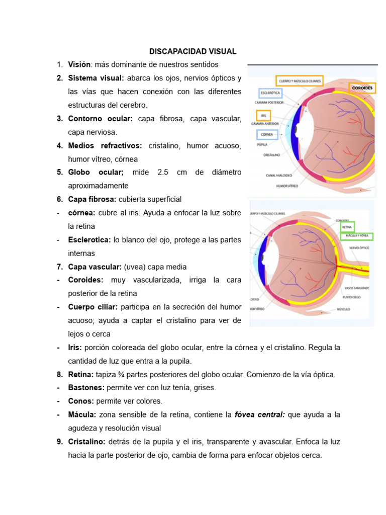 Guía Discapacidad Visual (1er Parcial) | PDF | Ojo humano | Percepción ...
