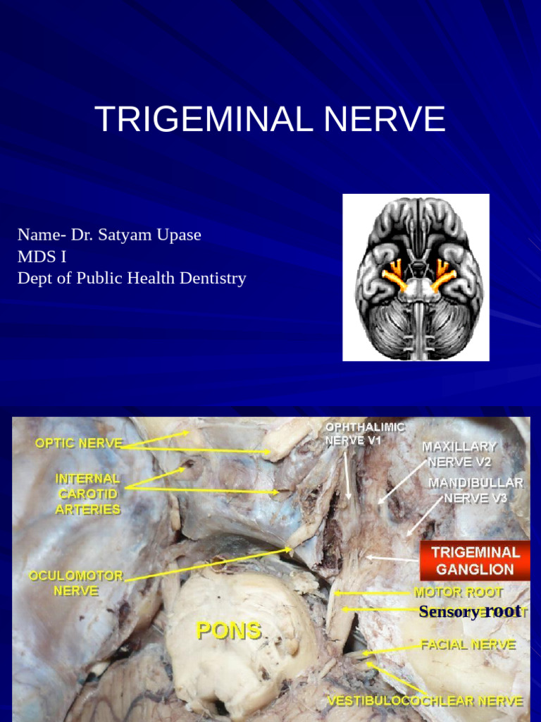 Trigeminal Nerve Seminar | PDF | Human Nose | Human Head And Neck