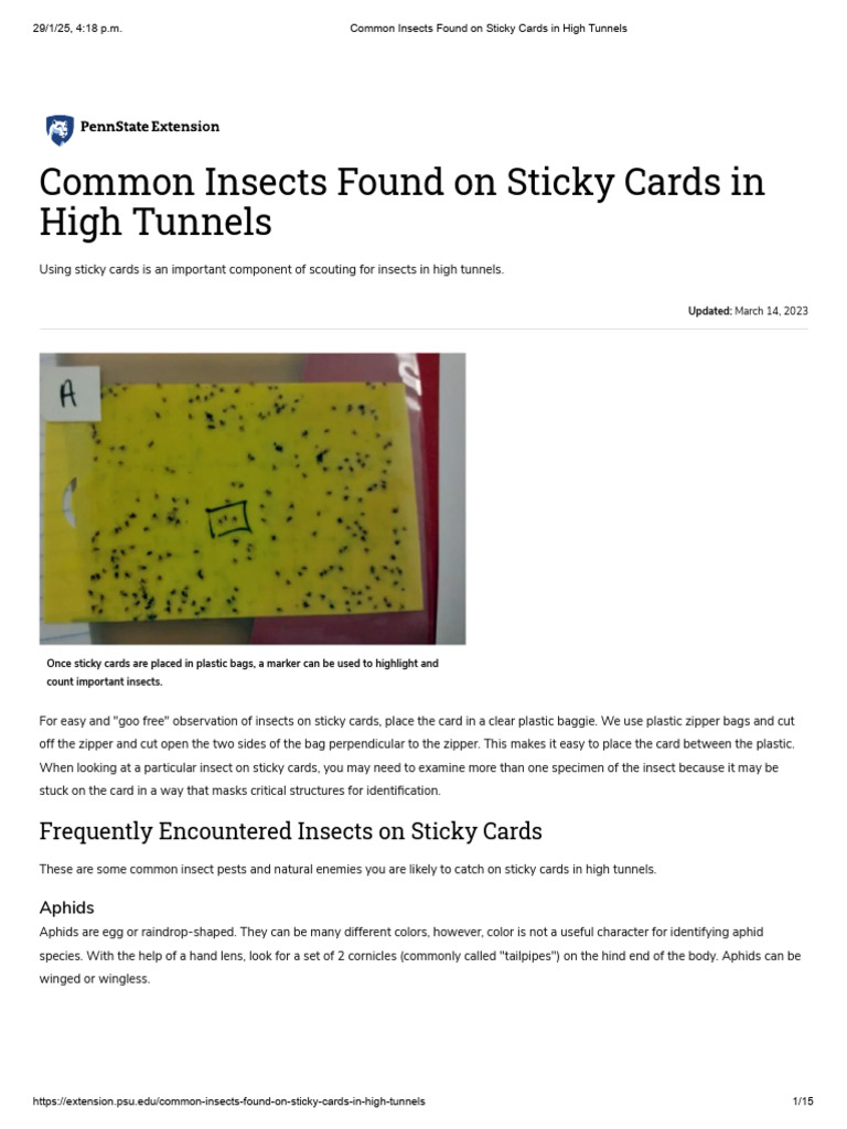Common Insects Found On Sticky Cards in High Tunnels | PDF | Fly | Insects