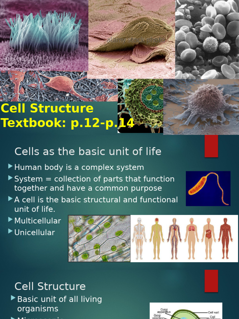 1.2 Cell Structures Selstrukture | PDF | Cell (Biology) | Cell Anatomy