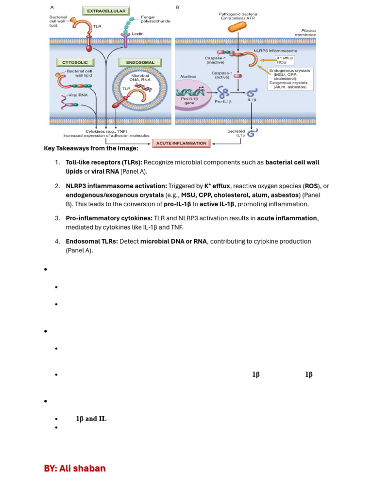 Key Word -image patho | PDF | Coagulation | Complement System