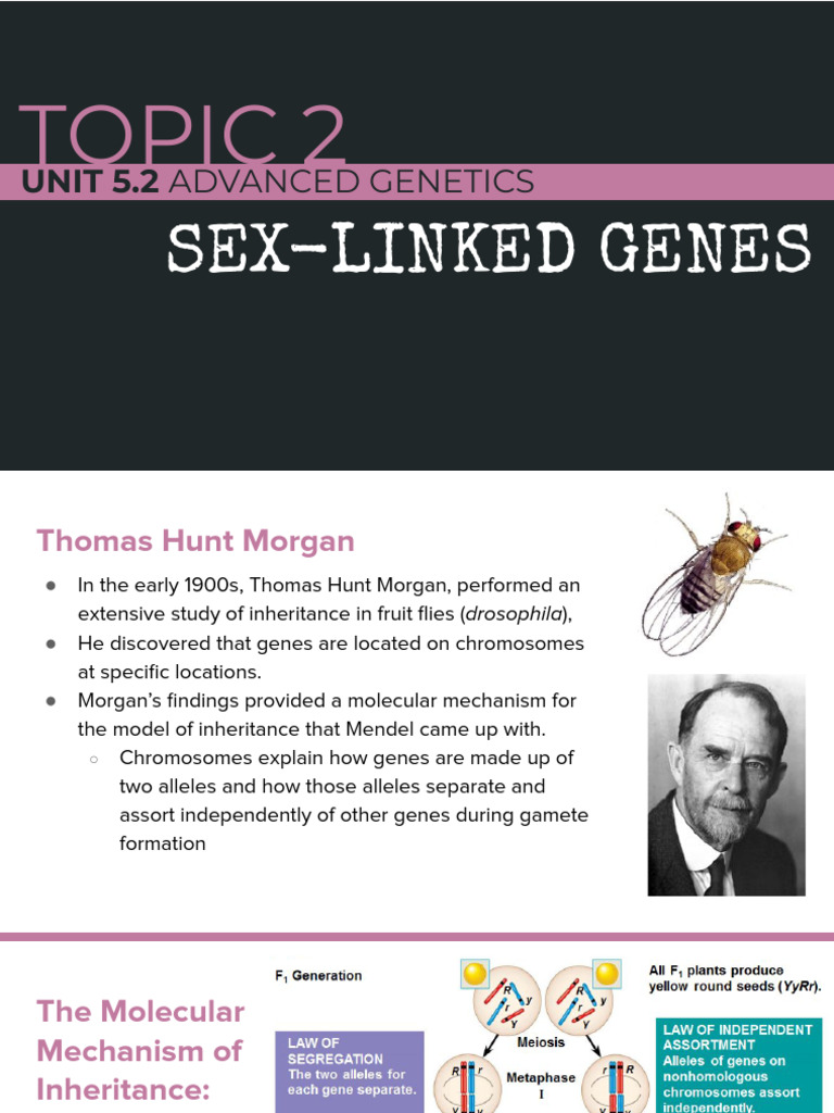 Unit 5 2 Advanced Genetics Sex Linked Traits Pdf Dominance