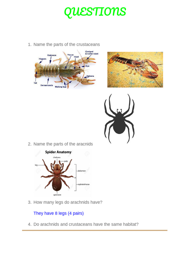 Questions Arachnids Crustaceans | PDF | Crustacean | Arthropods